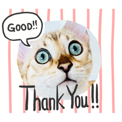 Bengal cat Mel – LINE stickers | LINE STORE