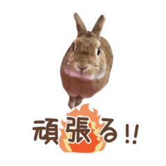 coco_20220729151118 – LINE stickers | LINE STORE