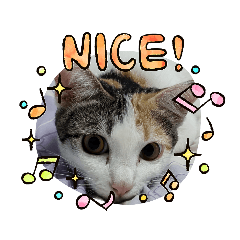 Tricolor cat_20220729150854 – LINE stickers | LINE STORE