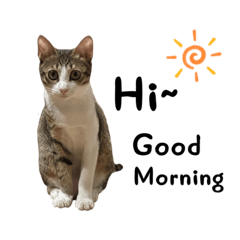 Nini cat cat – LINE貼圖 | LINE STORE