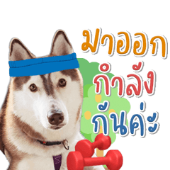Sweet Candy Husky – LINE stickers | LINE STORE
