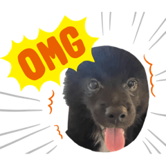 kocha_20220807082646 - Stiker LINE | LINE STORE