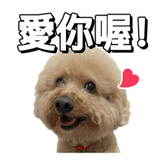 CHACHA daily (dog) – สติกเกอร์ LINE | LINE STORE