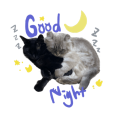 Kuma_20220822005831 – LINE stickers | LINE STORE