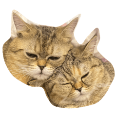 Timo & Shela_20220821223322 – LINE stickers | LINE STORE