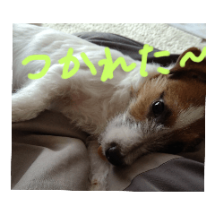 milo_20220822190042 - Stiker LINE | LINE STORE