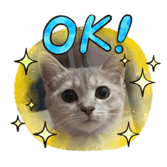 Michi&Tabby_20220823154914 – LINE stickers | LINE STORE