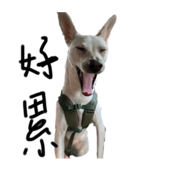 JIAAN_20220824003839 – LINE stickers | LINE STORE