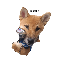 fat tiger_0124 – LINE stickers | LINE STORE