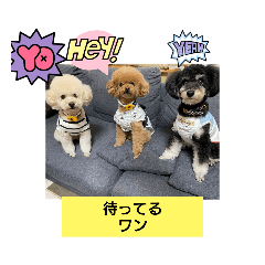 TPD_dog | Yabe-LINE貼圖代購 | 台灣No.1，最便宜高效率的代購網