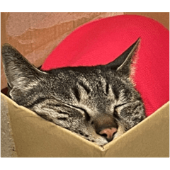 shien_20220901225830 – LINE stickers | LINE STORE