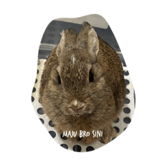 Gemoy My Rabbit - Stiker LINE | LINE STORE