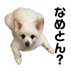 uni_20220905210412 – LINE stickers | LINE STORE