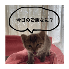 meme&moru – LINE stickers | LINE STORE