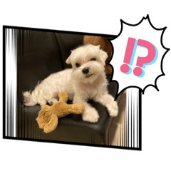 Teemo & Dodo – LINE stickers | LINE STORE