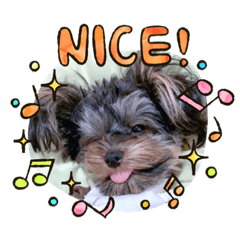 Cocoching | Yabe-LINE貼圖代購 | 台灣No.1，最便宜高效率的代購網