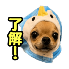 kohe_20220911180712 – LINE stickers | LINE STORE