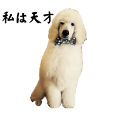 Bootaro full edition | Yabe-LINE貼圖代購 | 台灣No.1，最便宜高效率的代購網