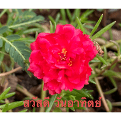 Pumpim_20220921132226 - LINE スタンプ | LINE STORE