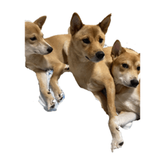 Chibis_20220921130024 - LINE スタンプ | LINE STORE