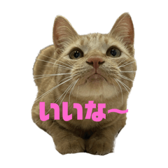 tttttt_20220923144406 – LINE stickers | LINE STORE