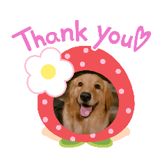 Dog Golden Labrador Retriver – LINE stickers | LINE STORE