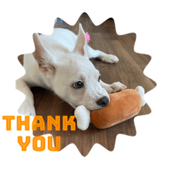 harry Ⅰ - LINE スタンプ | LINE STORE