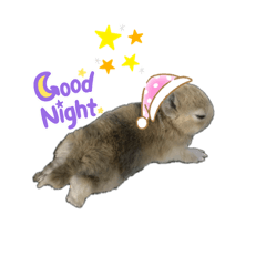 Pang_20220926174655 – LINE stickers | LINE STORE