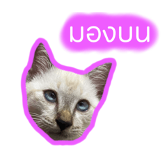 CATTY KITTEN_20220927171553 - LINE スタンプ | LINE STORE