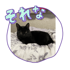 a asa_20220930022036 – LINE stickers | LINE STORE