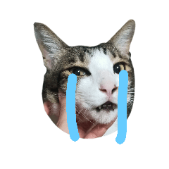 Cathy_20221001160412 – LINE stickers | LINE STORE