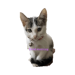 little cat_20221003114739 - Stiker LINE | LINE STORE