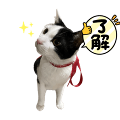 TORO_20221004233726 – LINE stickers | LINE STORE