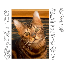 ねこ@neko - LINE スタンプ | LINE STORE