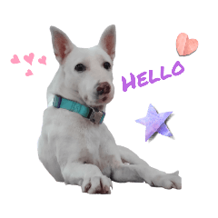 Shabu & Baicha – LINE stickers | LINE STORE