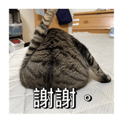 Miso funny cat – LINE貼圖 | LINE STORE