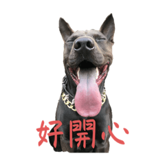 DiDi_20221010215213 - LINE スタンプ | LINE STORE