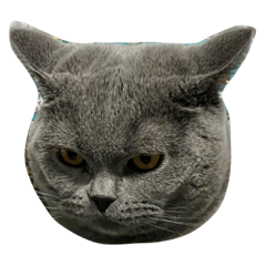 PLC_20221012151003 – LINE stickers | LINE STORE