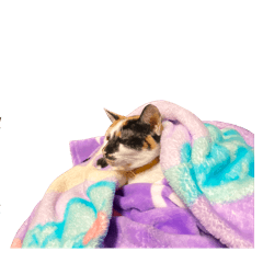 YunQing Cat2 – LINE貼圖 | LINE STORE