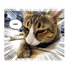 EVERYDAY LIFE WITH A CAT – LINE stickers | LINE STORE