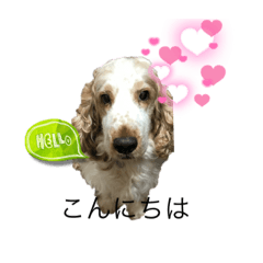 English Cocker Spaniel_20221015104530 – LINE stickers | LINE STORE