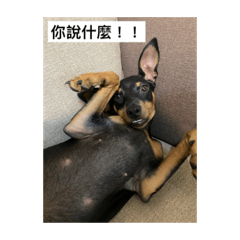 unipet – LINE貼圖 | LINE STORE