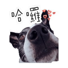 Bula_20221016220549 - LINE スタンプ | LINE STORE