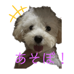 Brave Ginger_1 – LINE貼圖 | LINE STORE