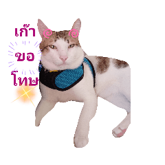 chanom_20221022100232 - LINE スタンプ | LINE STORE