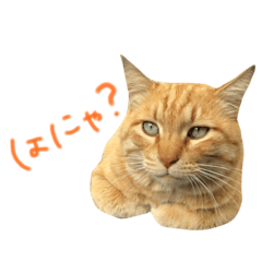 koromo_20221022182749 – LINE stickers | LINE STORE