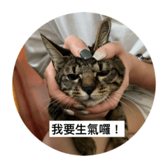 CHU CHU CAT_20221022203521 - LINE スタンプ | LINE STORE
