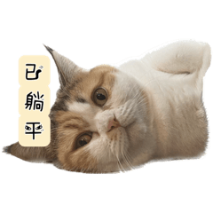 Cats Life-say something – LINE stickers | LINE STORE
