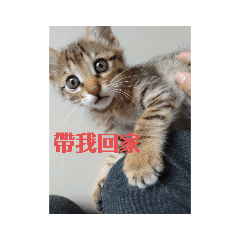 Alice Su_20221023222841 - LINE スタンプ | LINE STORE