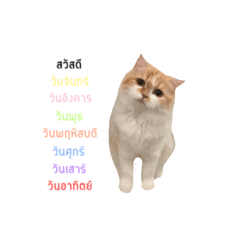Majew._20221025172759 - LINE スタンプ | LINE STORE